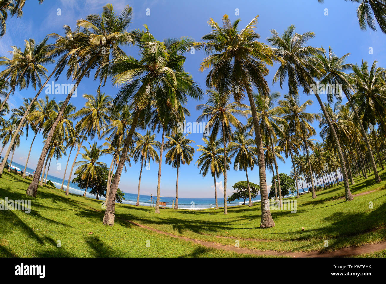 Coconut trees at the park on Lombok Island, Indonesia Stock Photo - Alamy