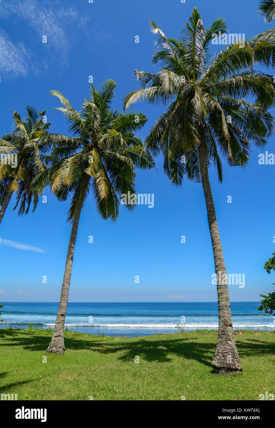 Nursery coconut trees hi-res stock photography and images - Alamy