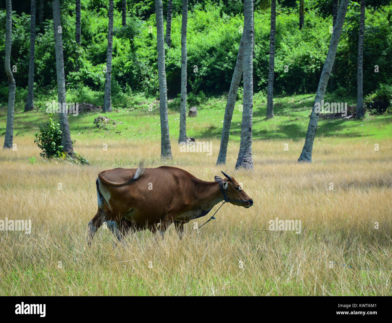 A cow eating on grass field at sunny day Stock Photo - Alamy