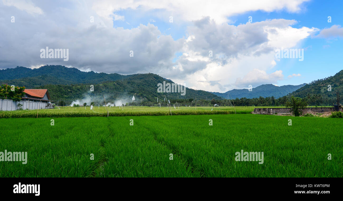 Rice field at sunny day in Lombok Island, Indonesia Stock Photo - Alamy