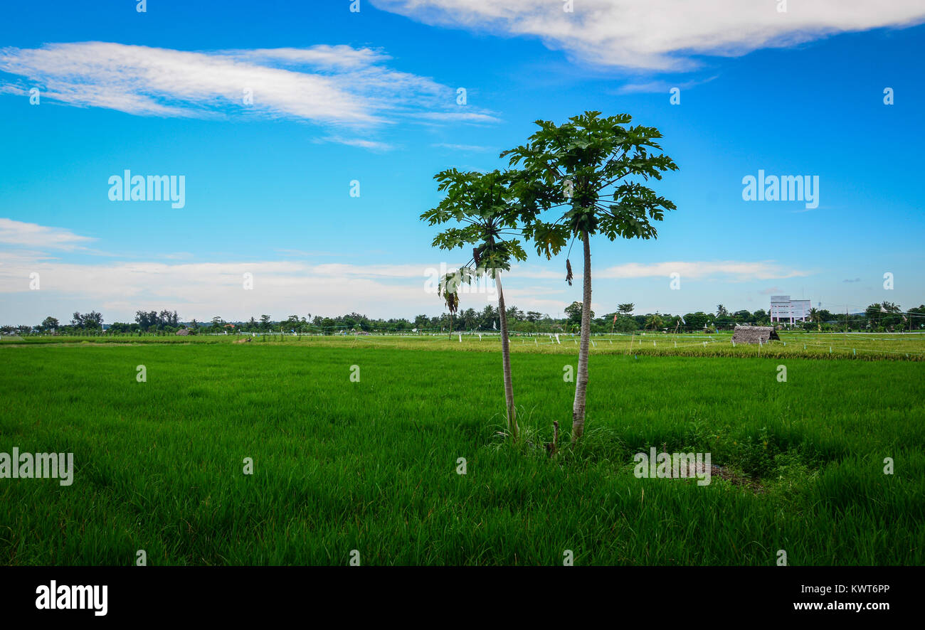 Rice field at summer day in Lombok Island, Indonesia Stock Photo - Alamy