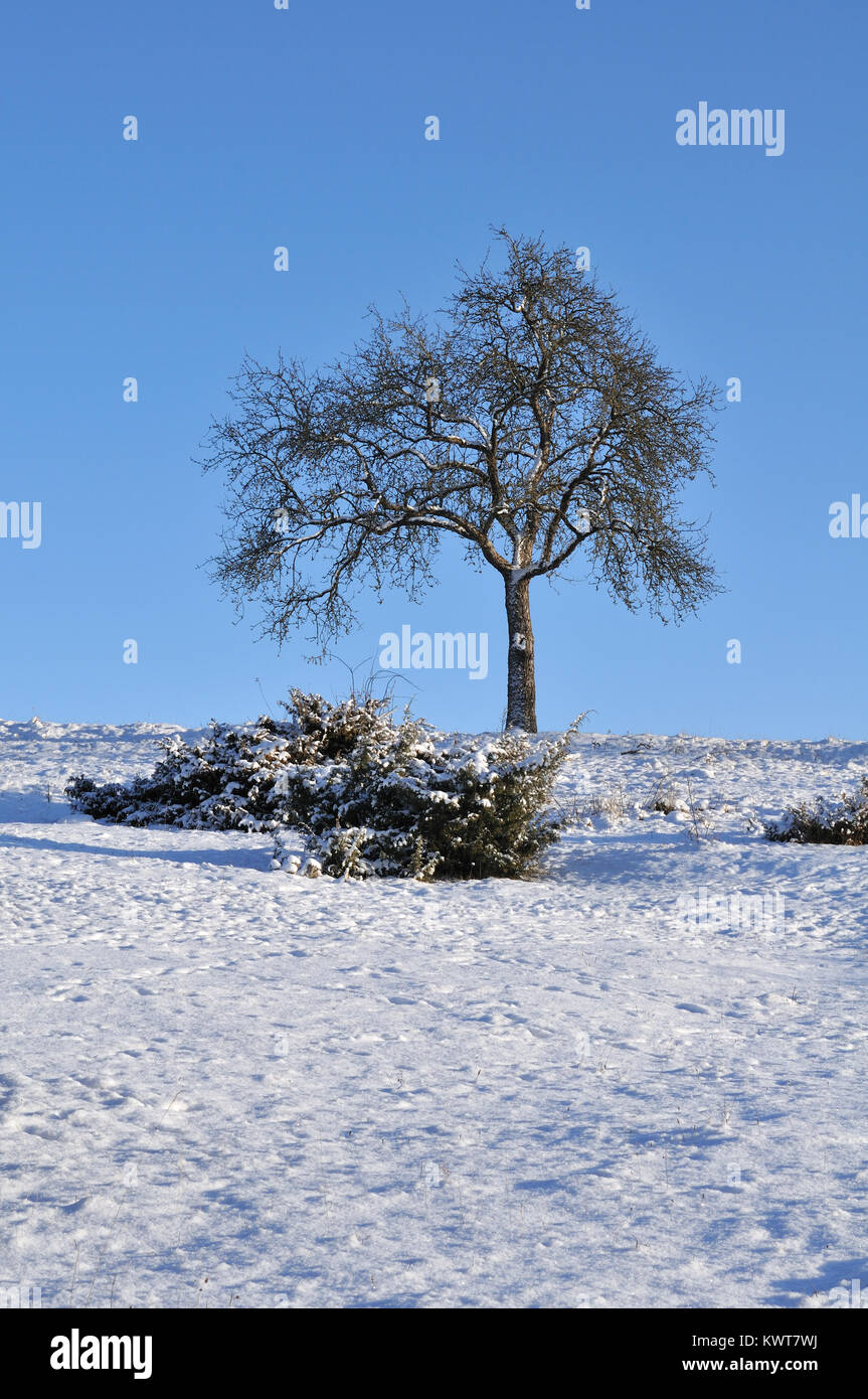 single tree in winter landscape Stock Photo - Alamy