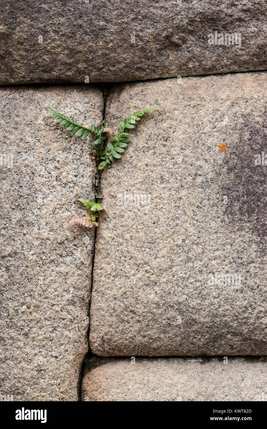 Puzzle-piece stonework: ferns squeeze through remarkably precise ...