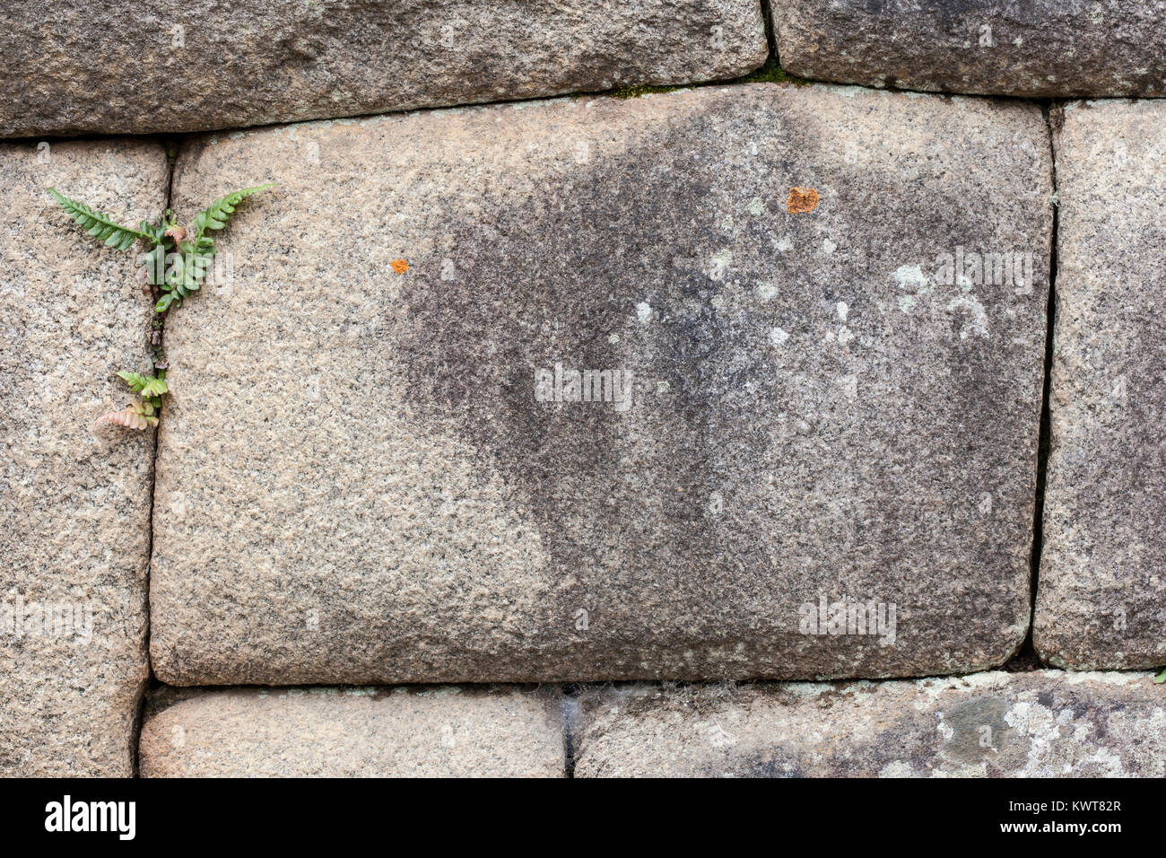 Puzzle-piece stonework: ferns squeeze through remarkably precise ...