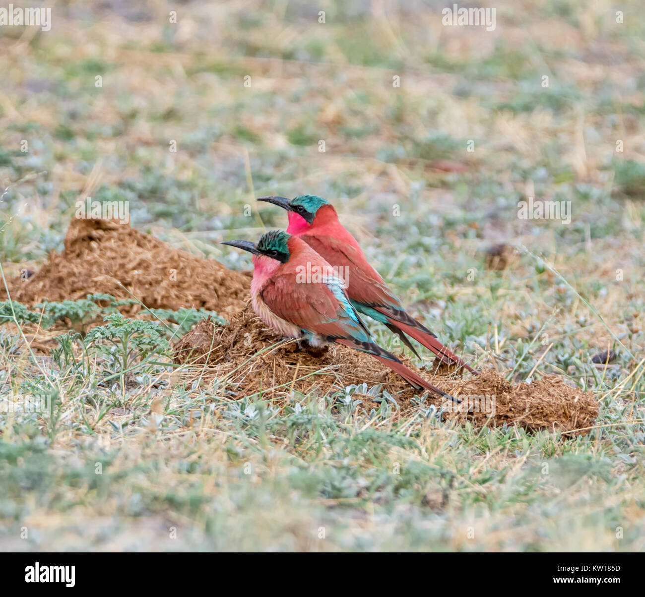 A pair of Southern Carmine Bee-eaters perched on the ground in Namibian ...