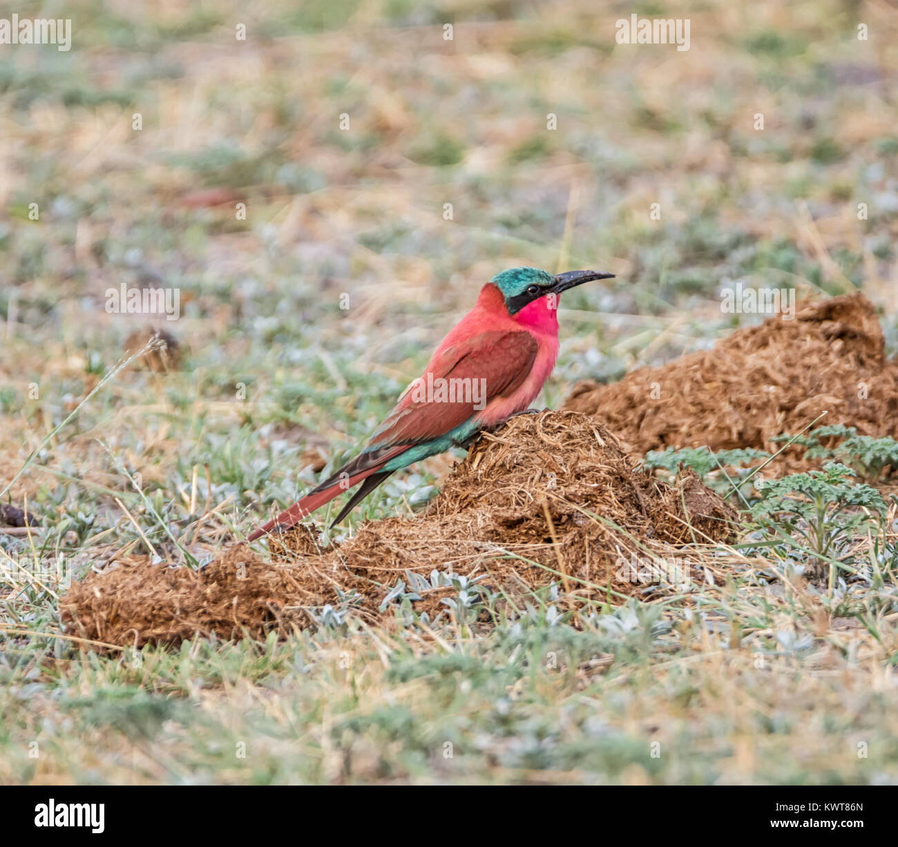 A Southern Carmine Bee-eater perched on the ground in Namibian savanna ...