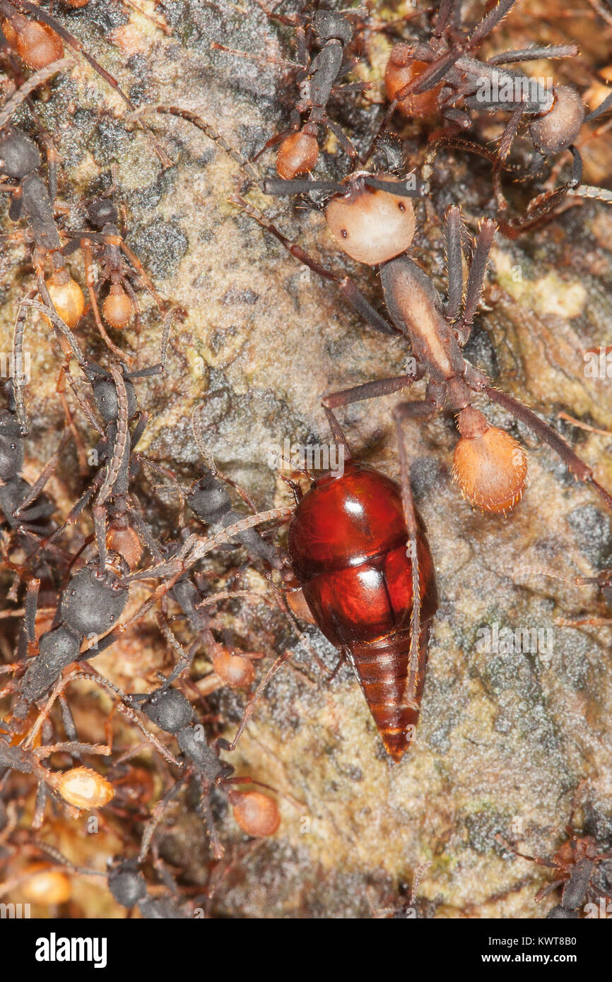 This unusual-looking reddish-brown insect is a rove beetle. This ...