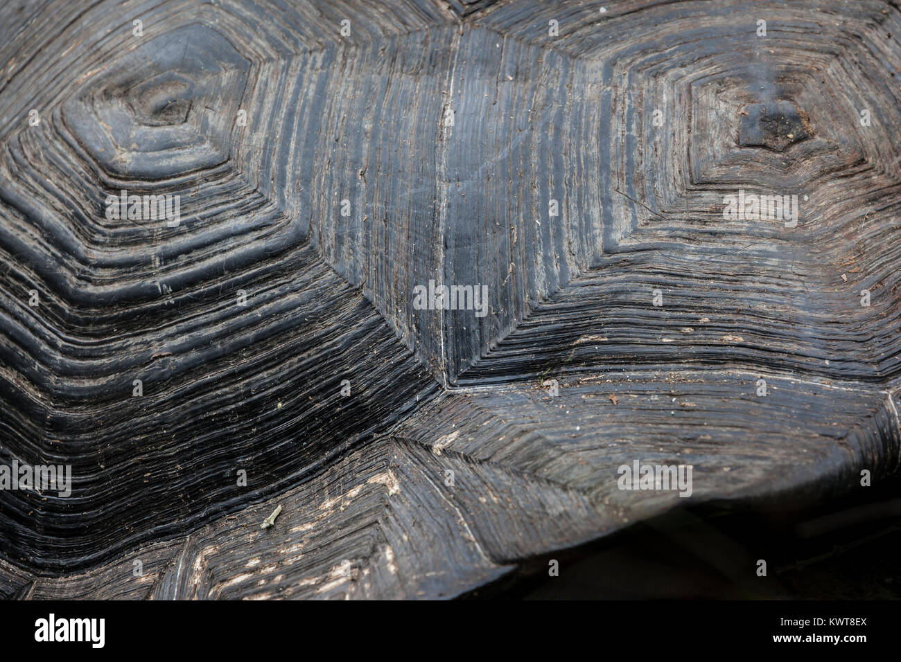 Close up of a Galapagos giant tortoise (Chelonoidis nigra porteri ...