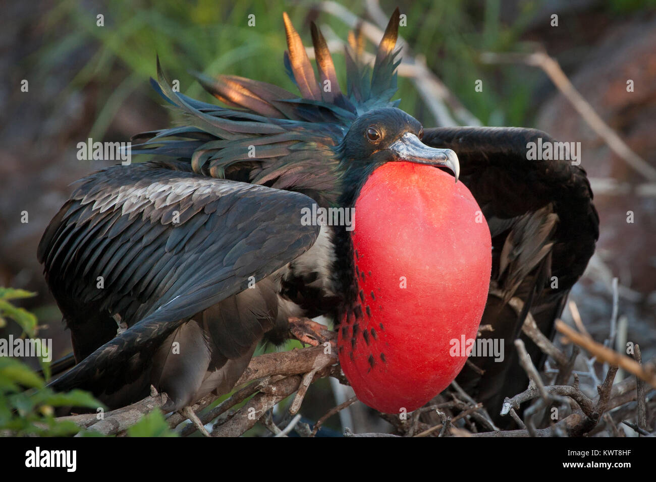 Great frigatebird (Fregata minor) with bright red inflated gular sac ...