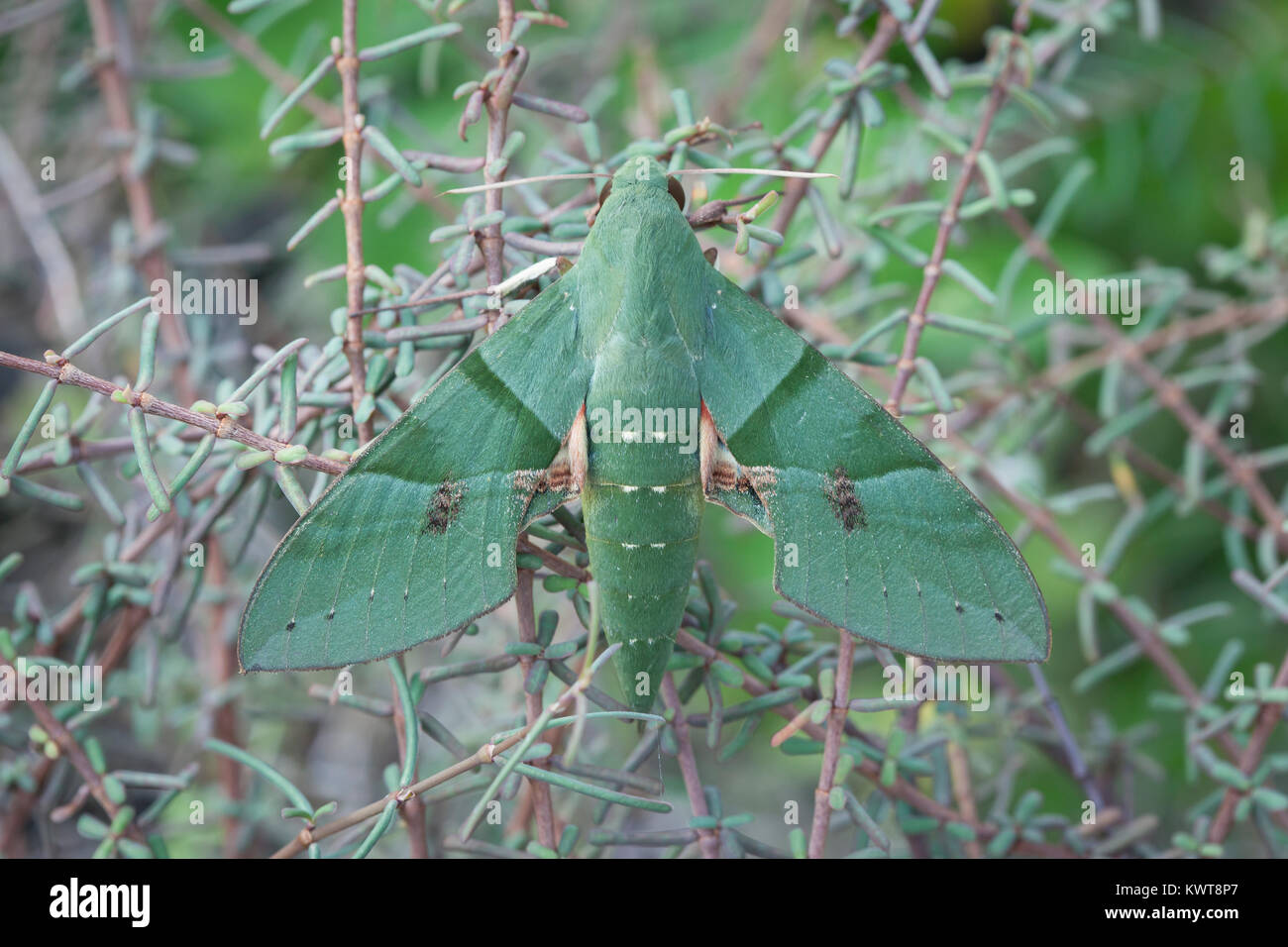 A beautiful green Gaudy Sphinx Moth (Eumorpha labruscae yupanquii ...
