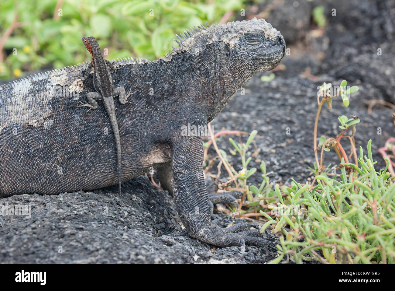 A female Galapagos lava lizard (Microlophus albemarlensis) perched atop ...