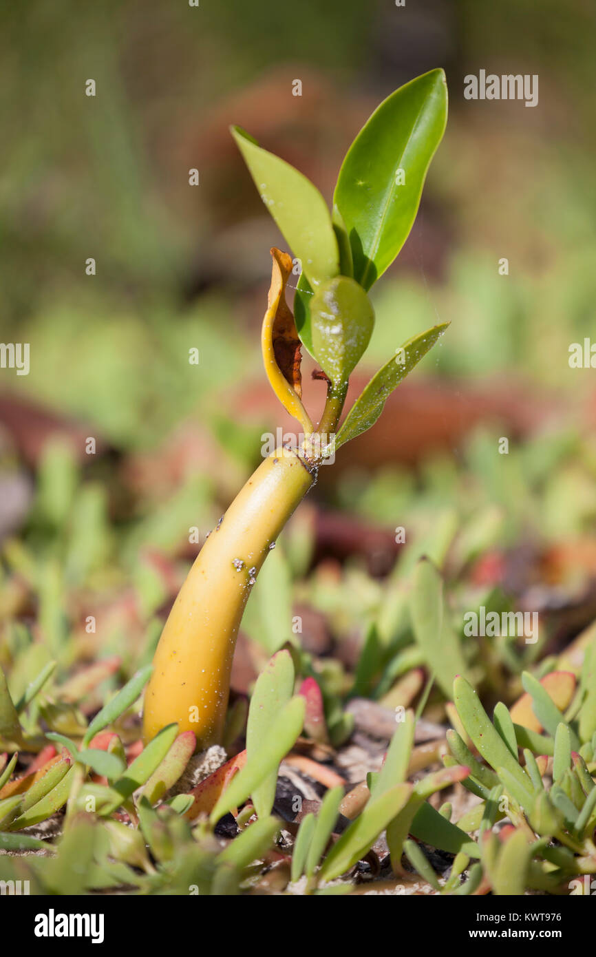 Mangrove seed hi-res stock photography and images - Alamy