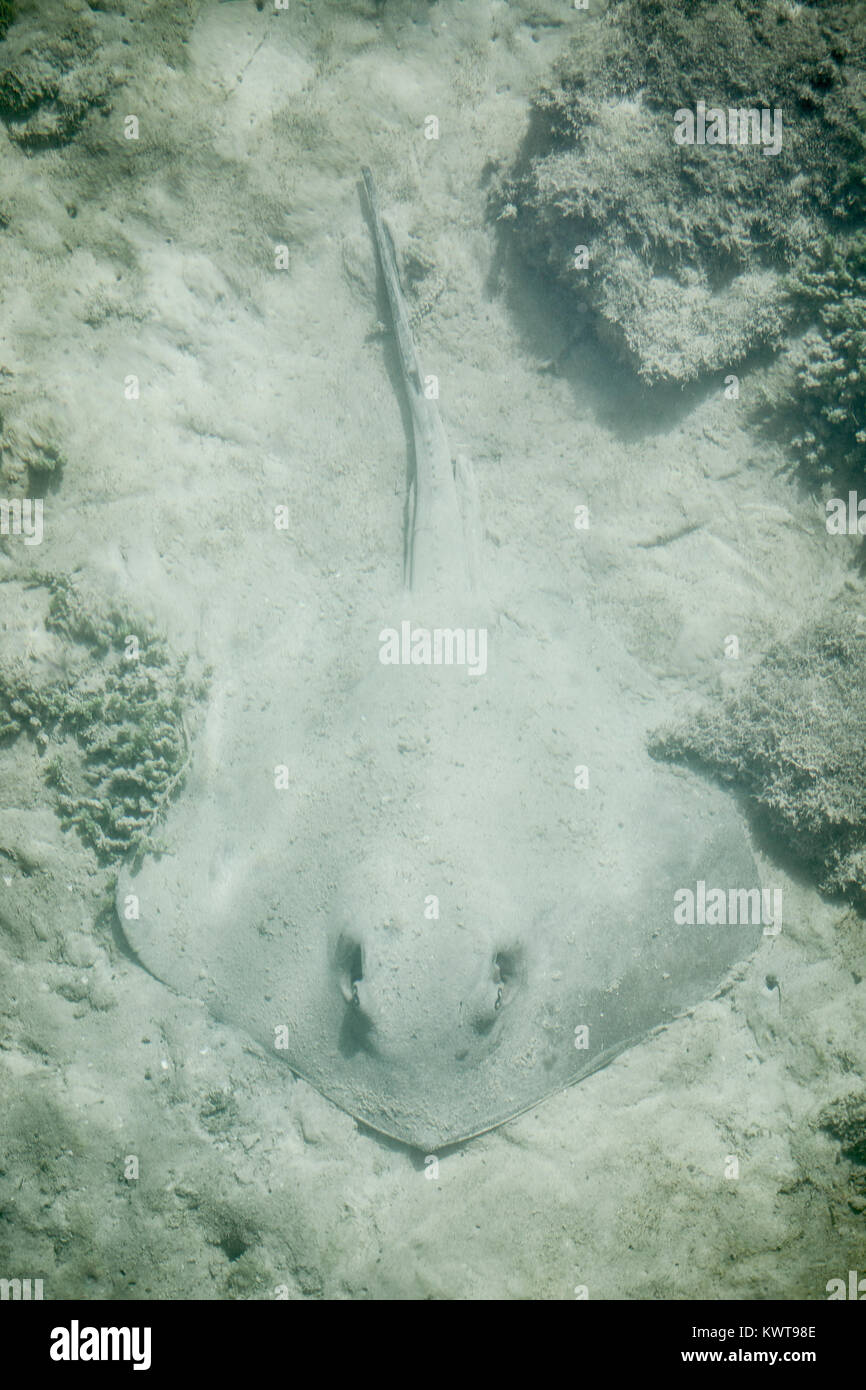 Diamond Stingray (Dasyatis dipterura) off the coast of the island of ...