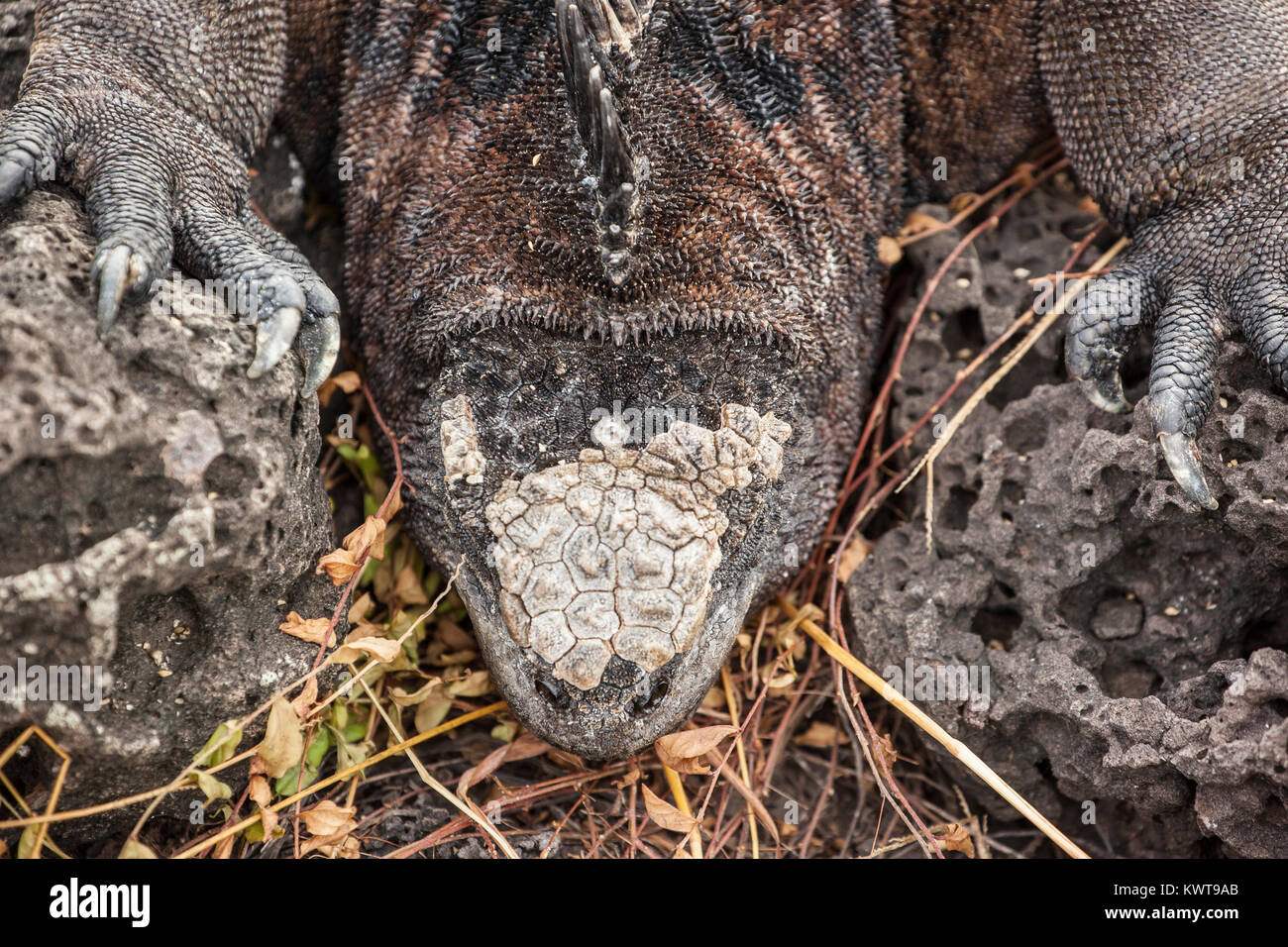 Komodo Dragon Third Eye