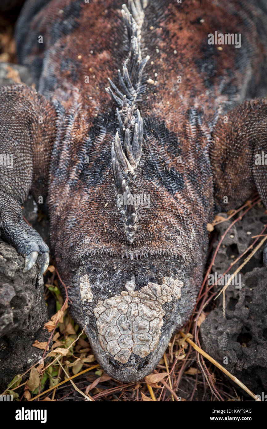 Komodo Dragon Third Eye
