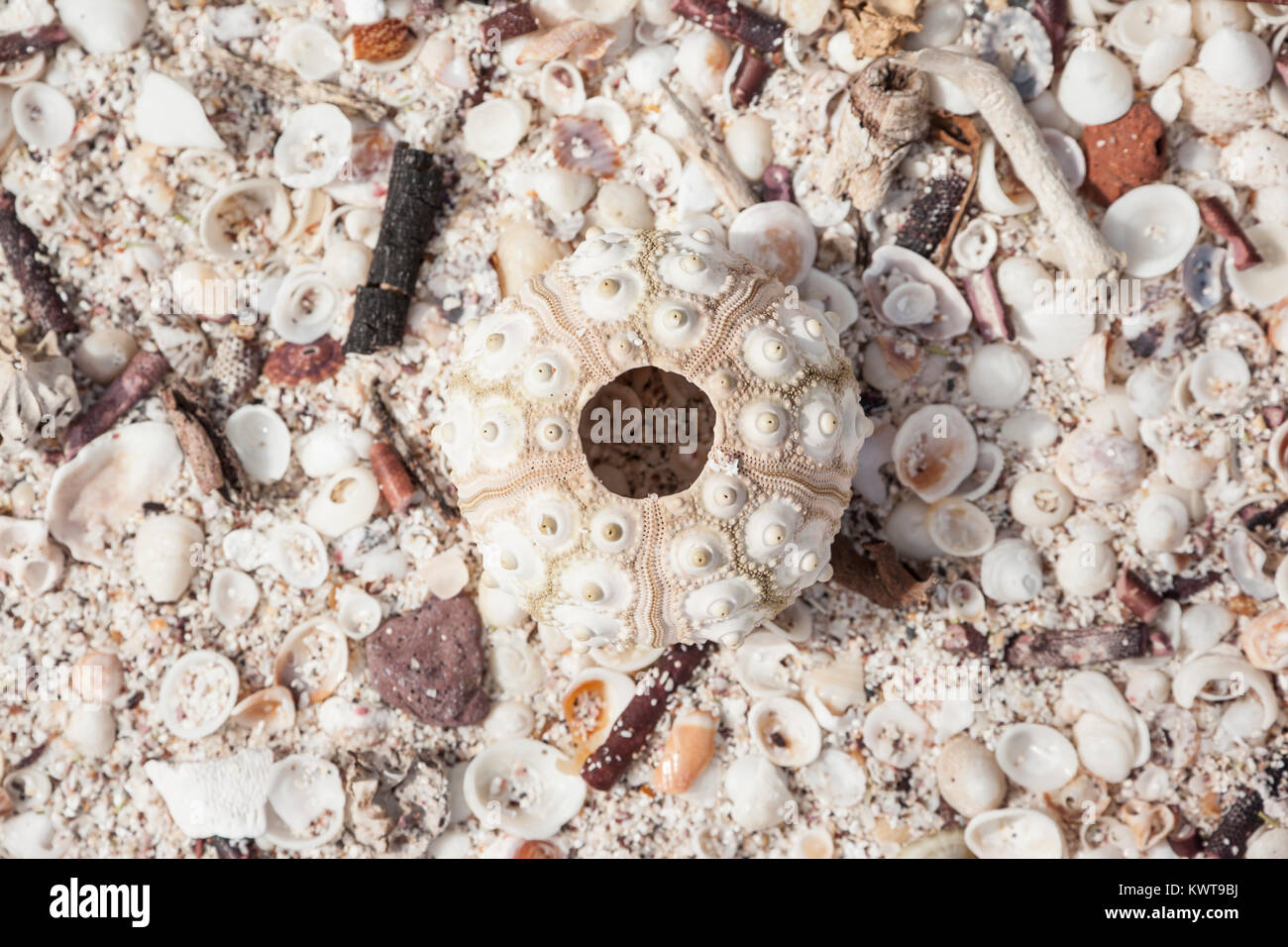 Slate pencil sea urchin (Eucidaris thouarsii) test ("shell") among sea ...
