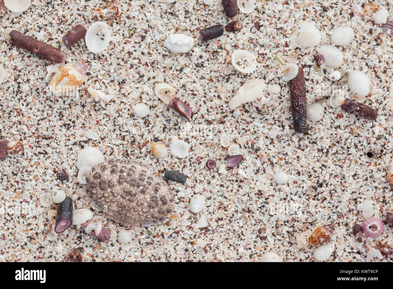 Seashells mixed with spines from slate pencil sea urchins on the beach ...
