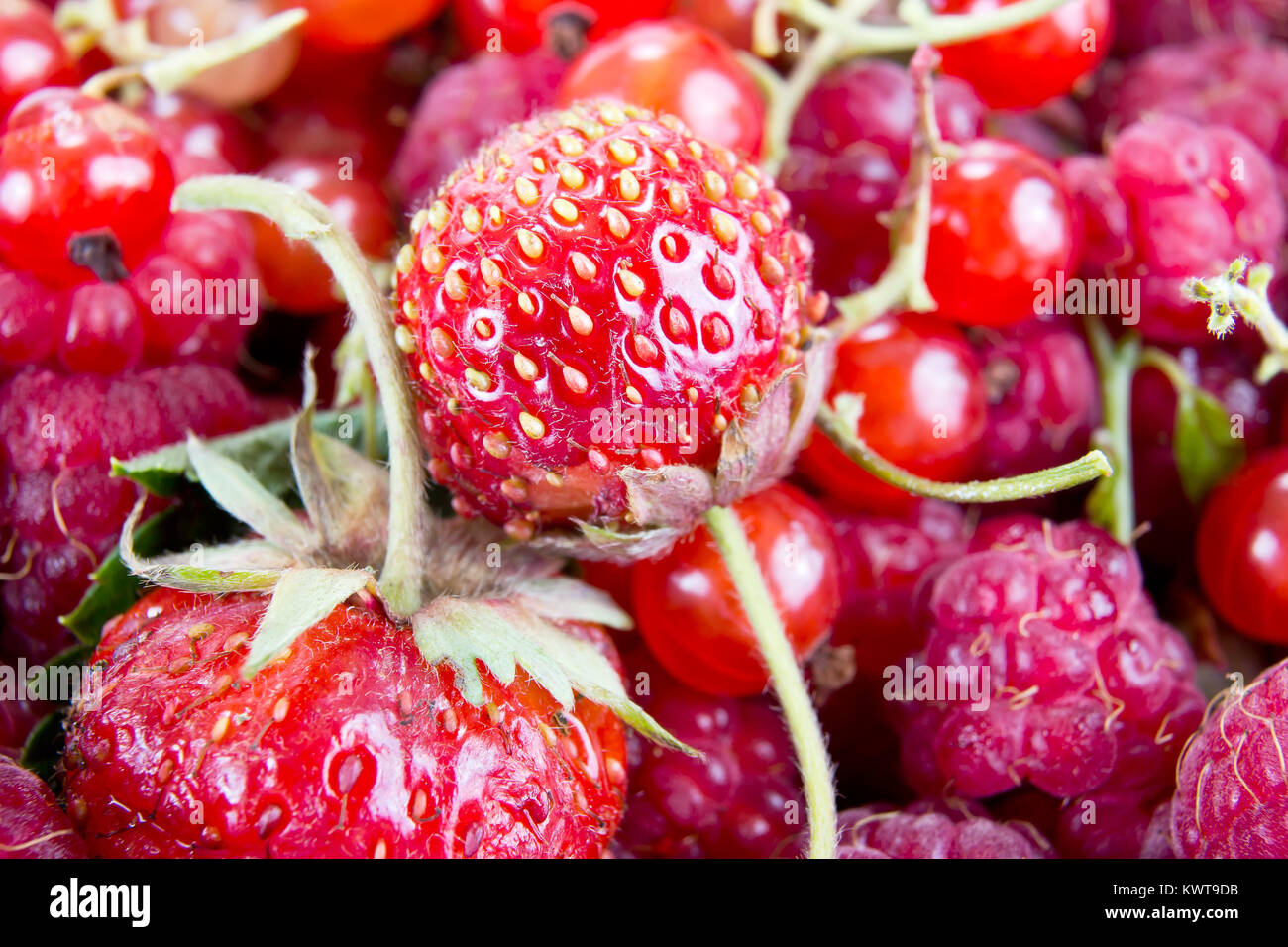 A lot of ripe berries. Fruit background Stock Photo - Alamy