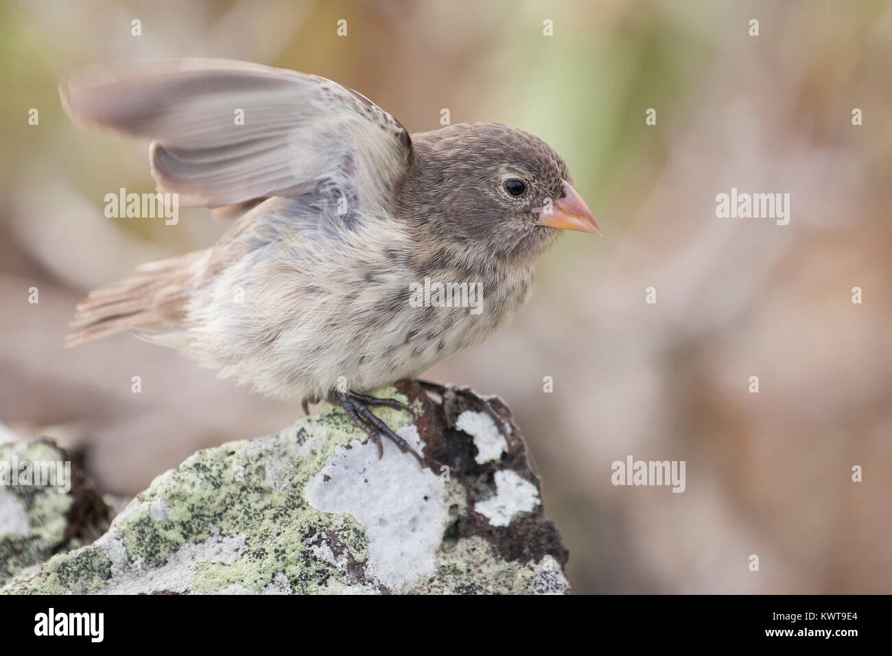 A small ground finch (Geospiza fuliginosa); this is one of the ...