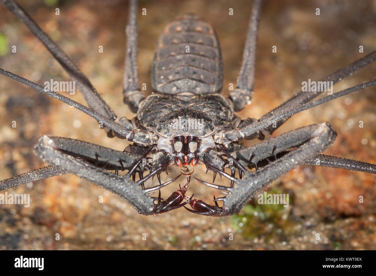 Tailless whip scorpion amblypygi hi-res stock photography and images ...