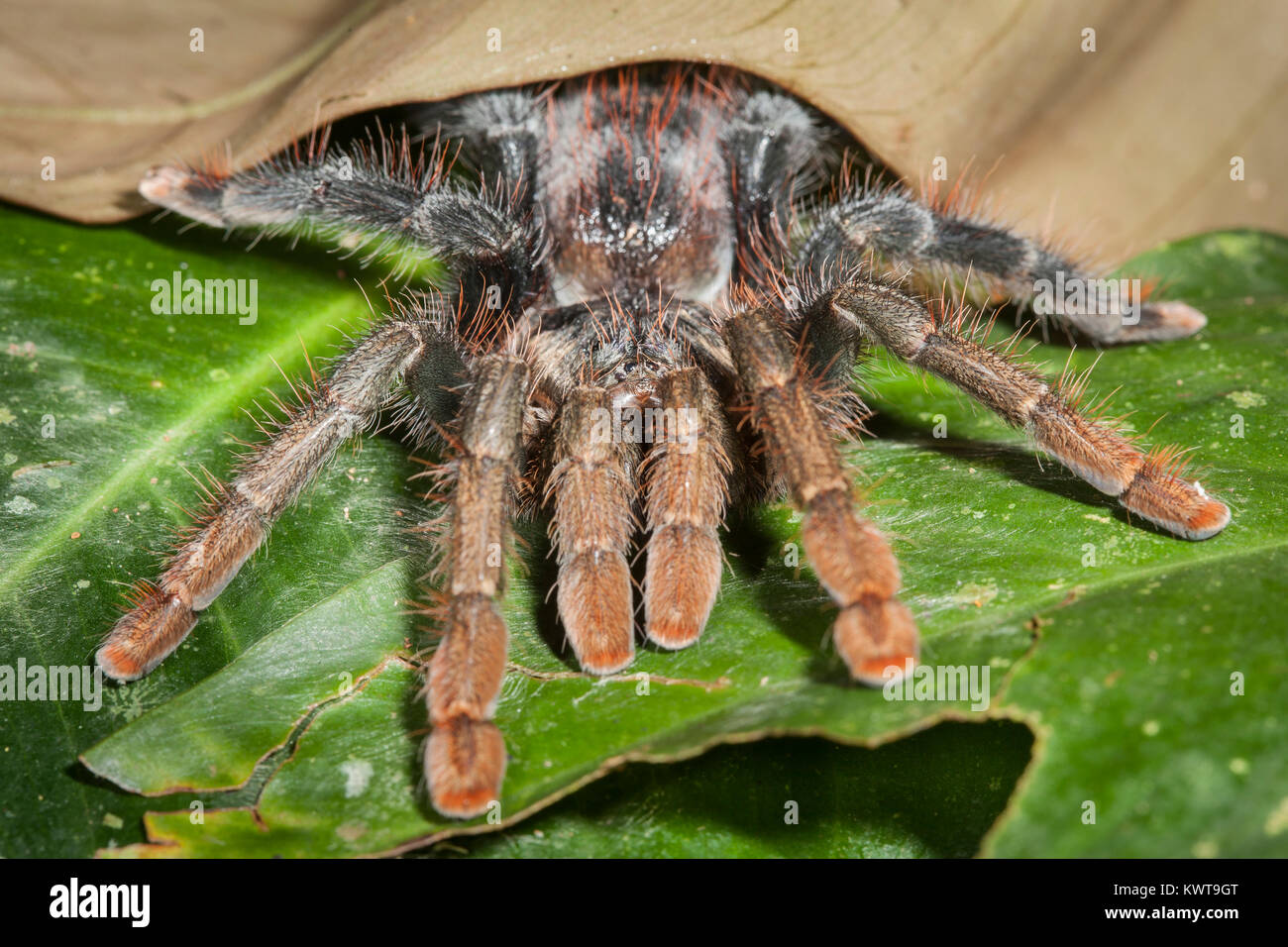 A large tarantula emerges from a pile of leaves. Rio Napo, Ecuador ...