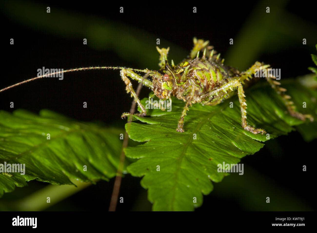 An exceptionally well-camouflaged katydid, resembling a patch of moss ...