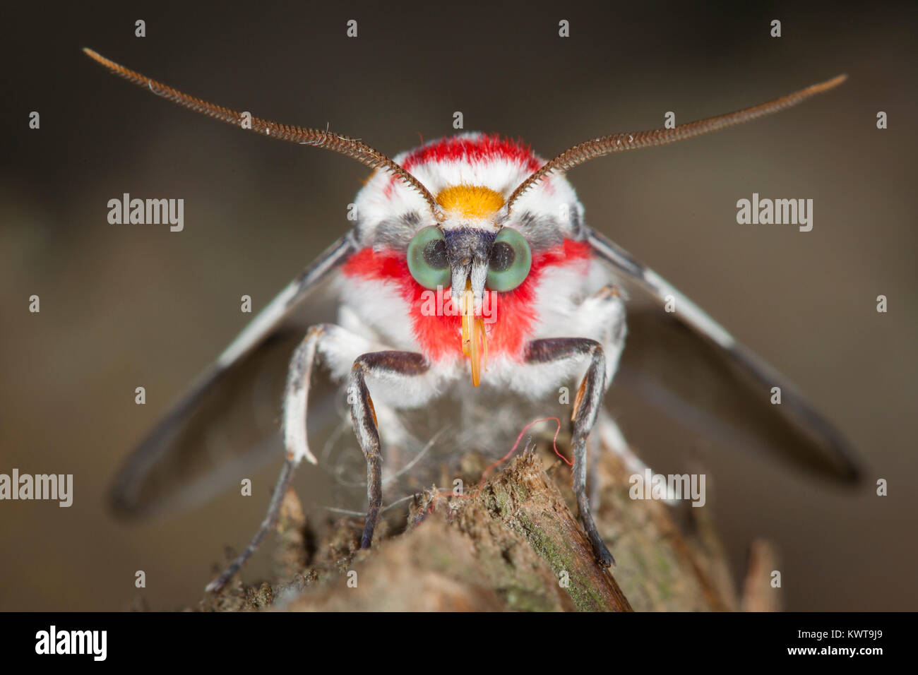 Colorful moth hi-res stock photography and images - Alamy