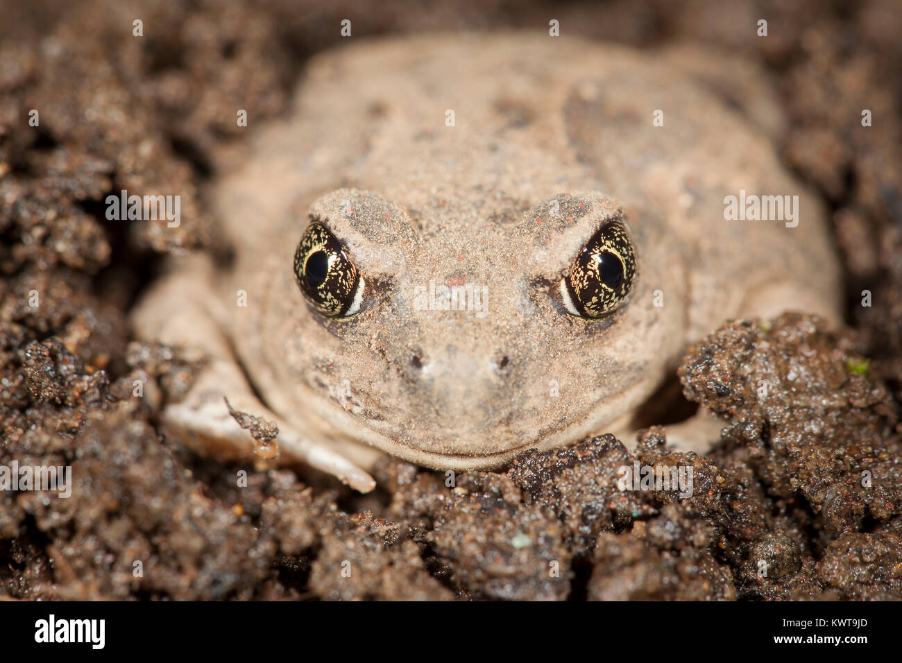 Great Basin spadefoot toad (Spea intermontana). Spadefoots burrow ...