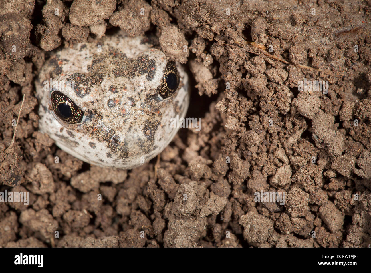 Burrowing toad hi-res stock photography and images - Alamy