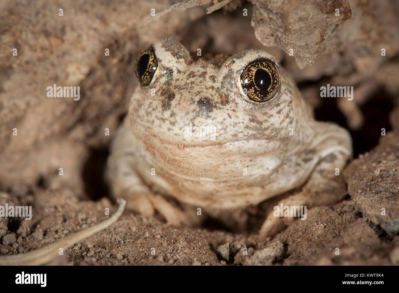 Burrowing toad hi-res stock photography and images - Alamy