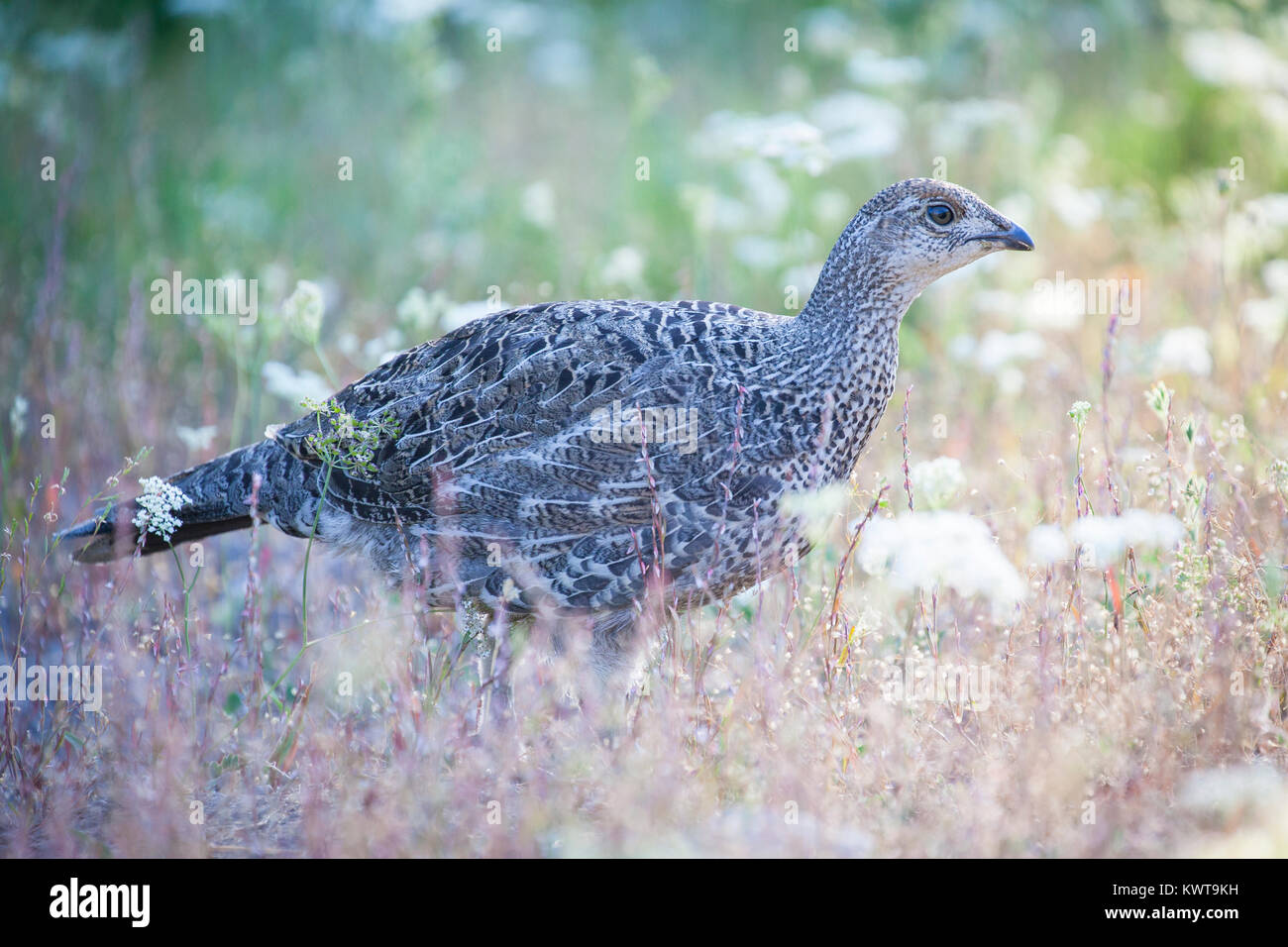 Sooty grouse (Dendragapus fuliginosus) in Lassen Volcanic National Park ...