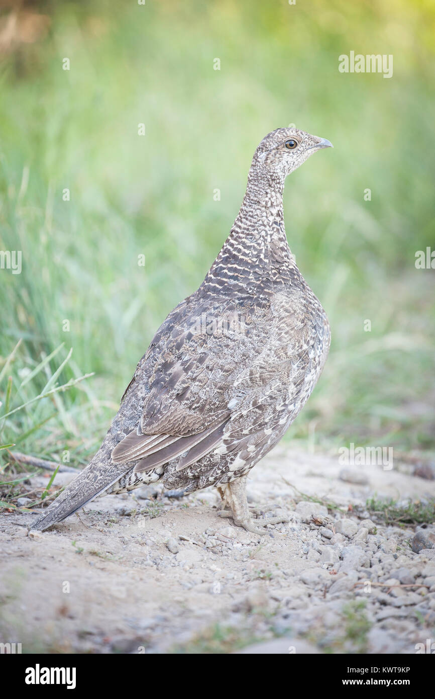 Sooty grouse (Dendragapus fuliginosus) in Lassen Volcanic National Park ...