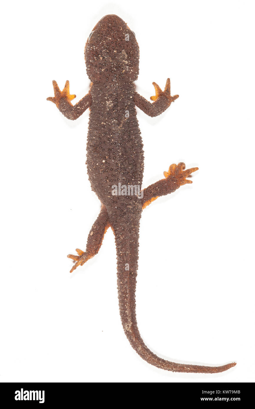 Rough skinned newt hi-res stock photography and images - Alamy