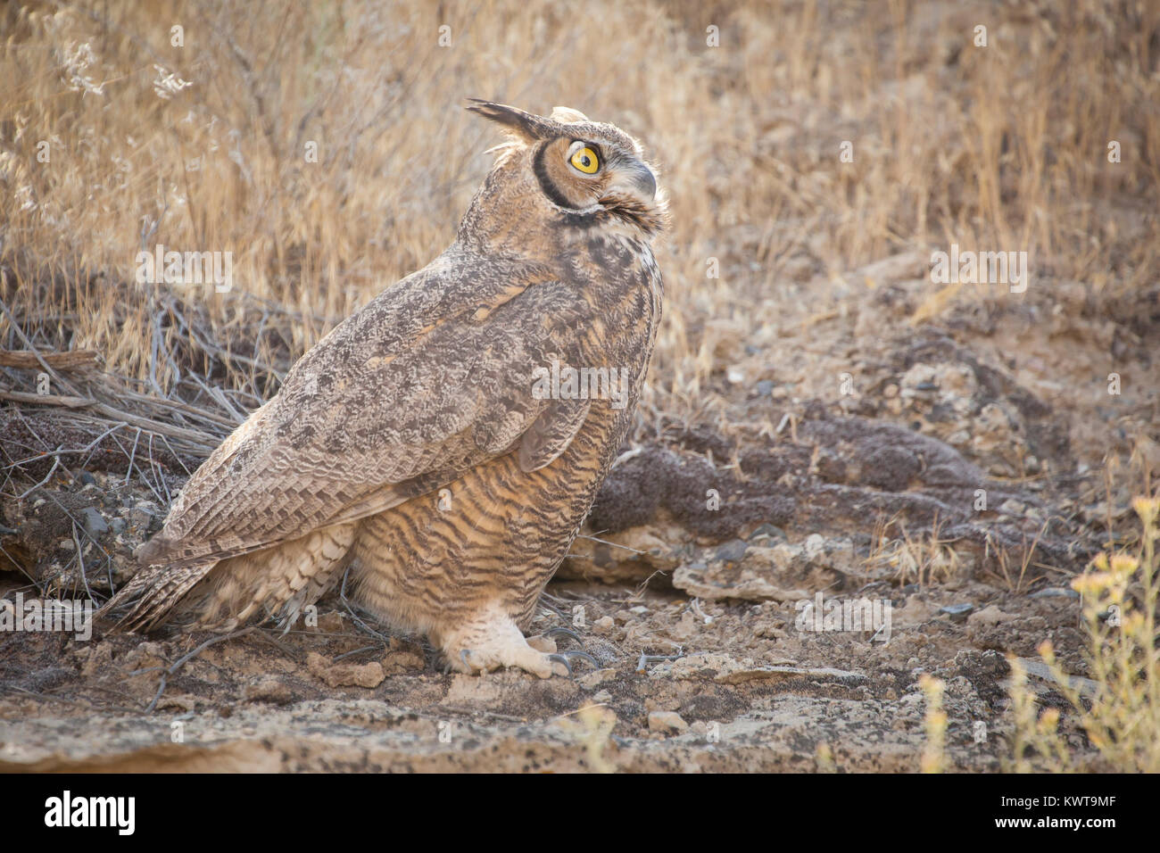 Great horned owl (Bubo virginianus). Nevada, USA Stock Photo - Alamy