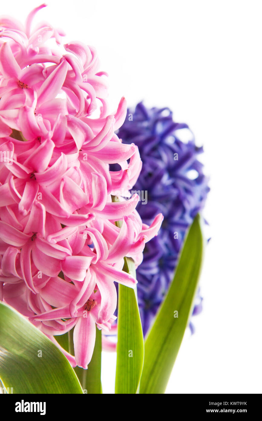 Spring blue and pink hyacinth flower on white background Stock Photo ...