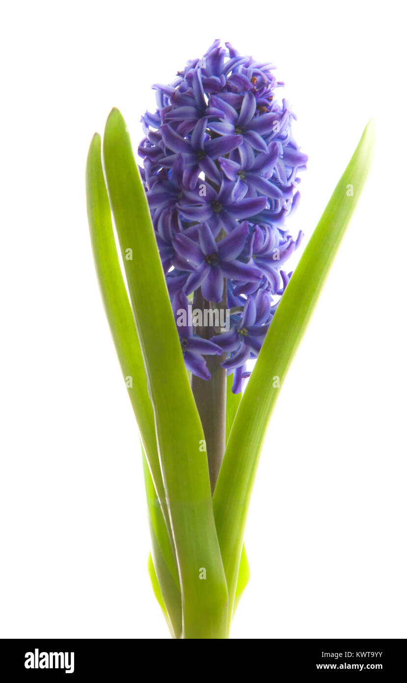Spring blue hyacinth flower on white background Stock Photo - Alamy
