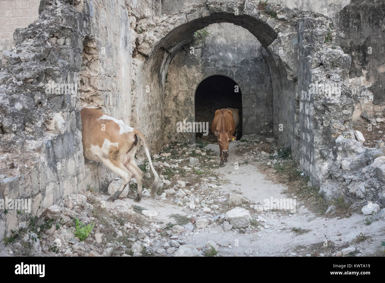 Two cows wander through the ruins of the Jaffna Fort in Sri Lanka Stock ...