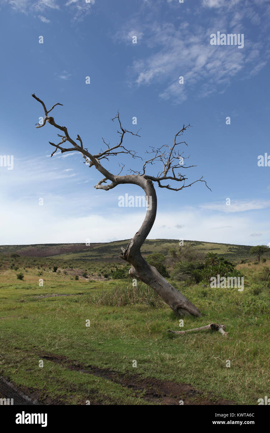 Single tree on savannah, Masai Mara National Park, Kenya Stock Photo ...