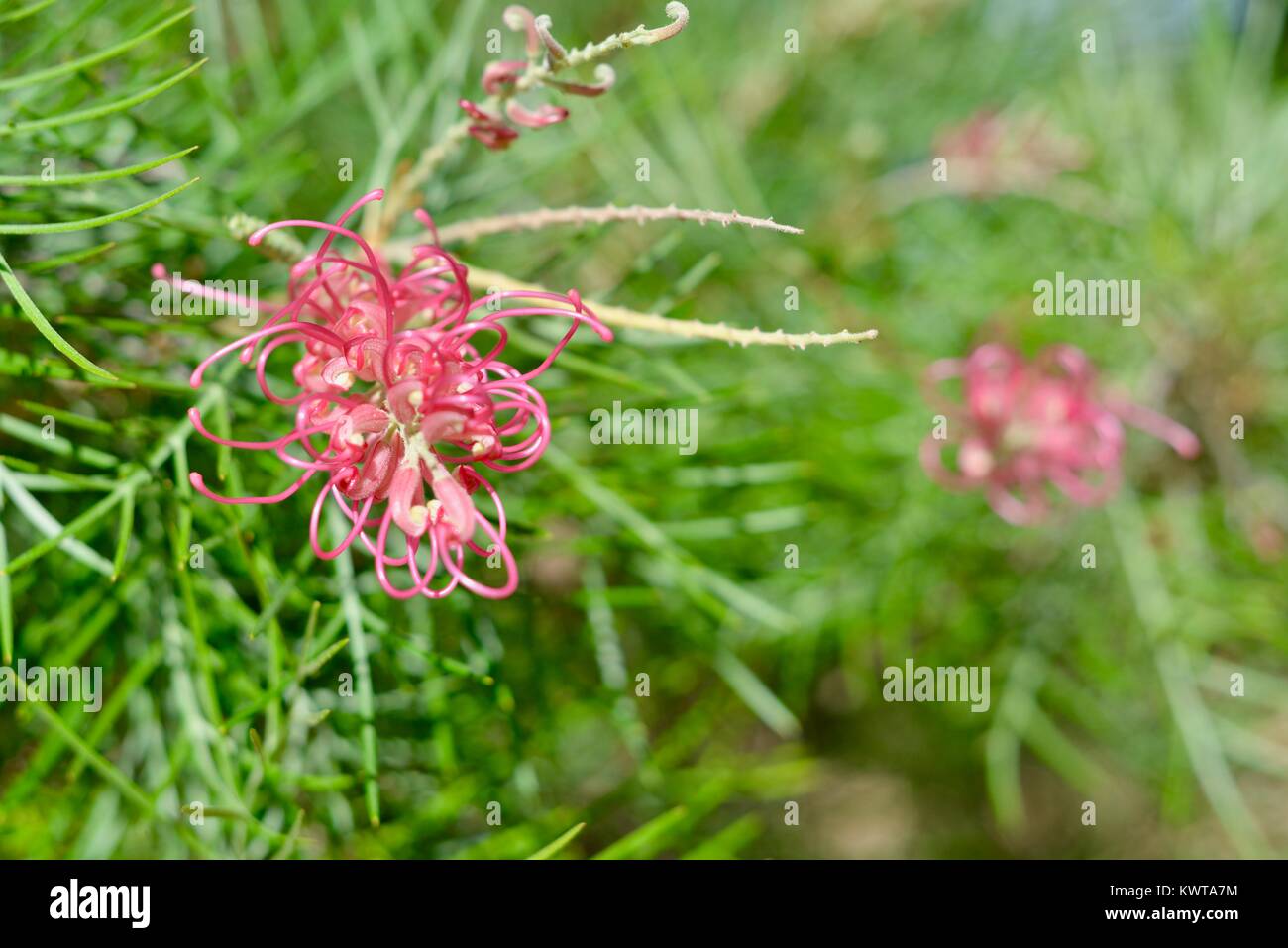 Pink slash red grevillea flowers, Townsville, Queensland, Australia ...