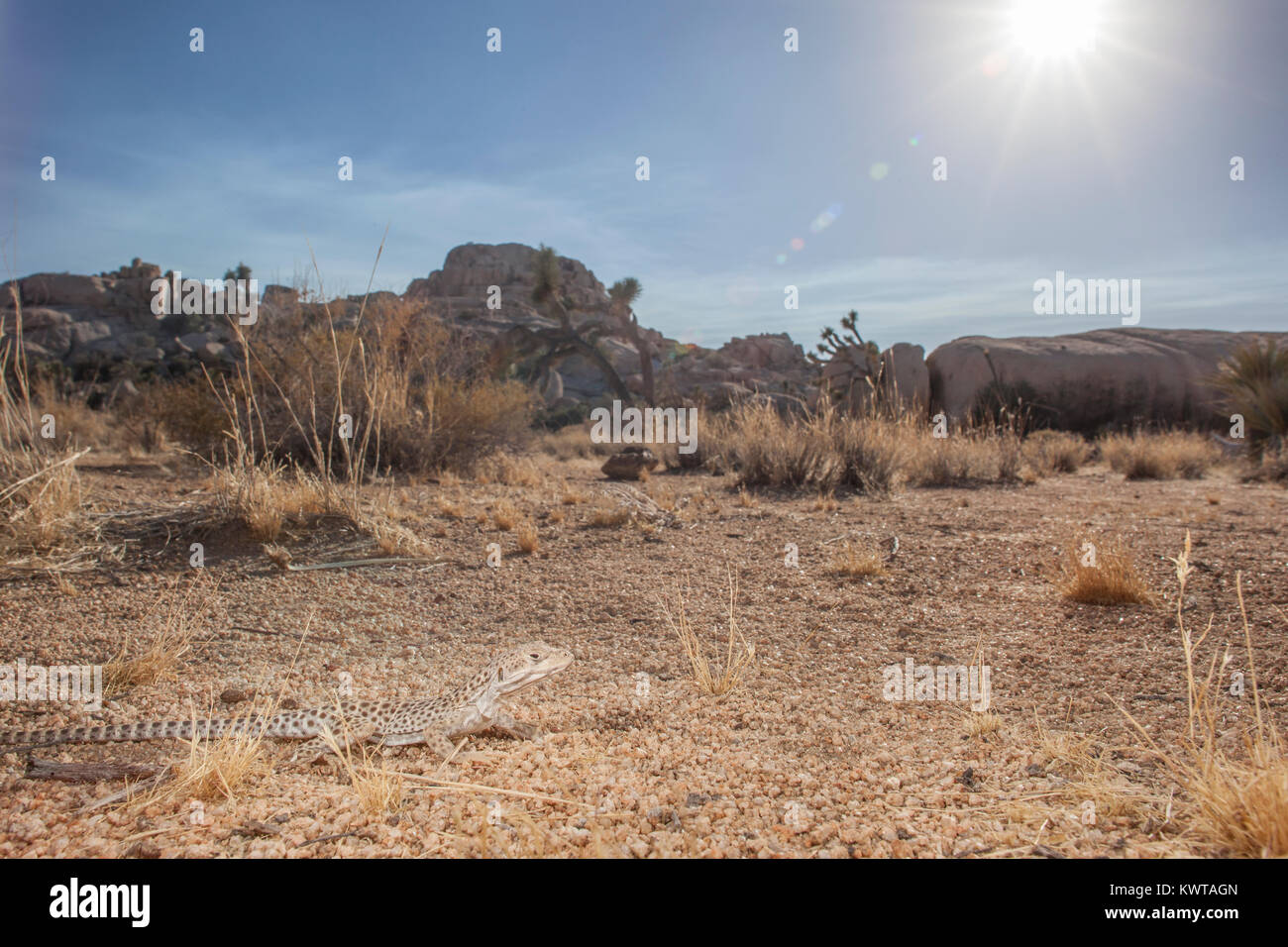 Long-nosed leopard lizard (Gambelia wislizenii) in Joshua Tree National ...