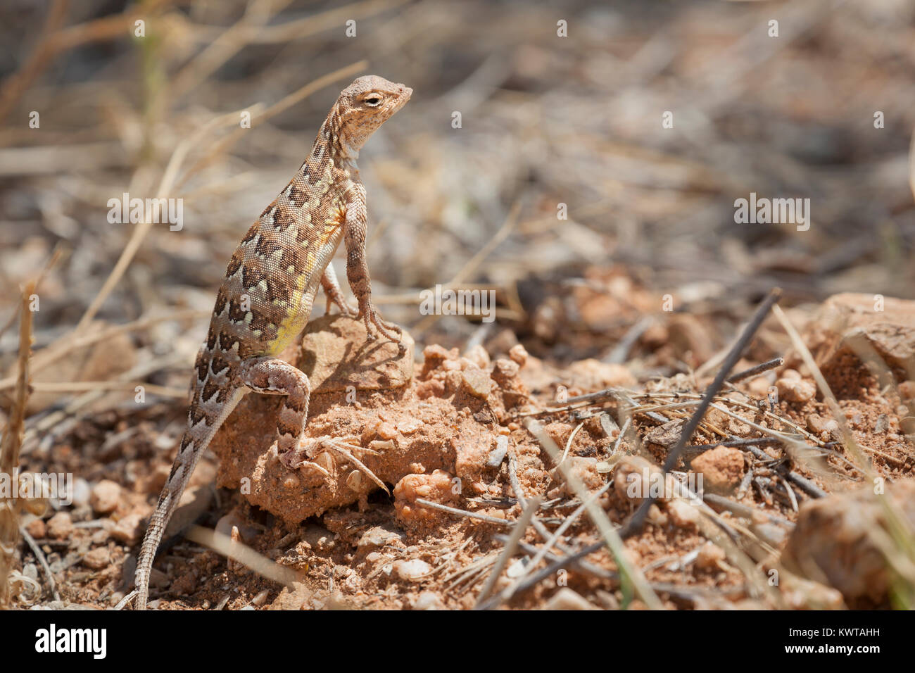 Lesser Earless Lizard