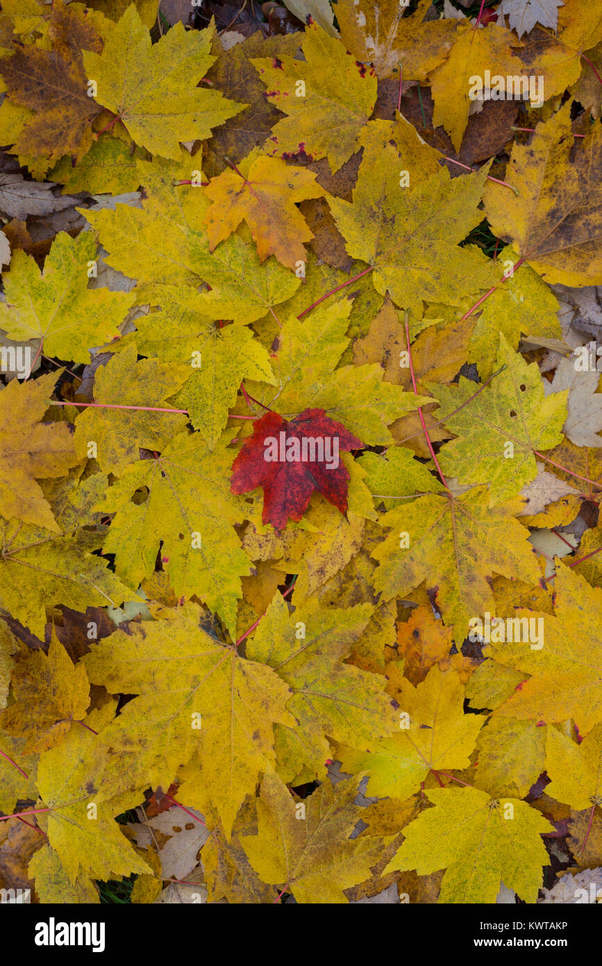 Red sycamore leaves hi-res stock photography and images - Alamy