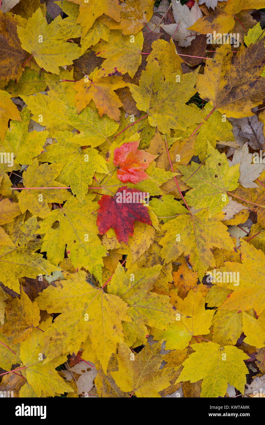 Golden sycamore leaves on hi-res stock photography and images - Alamy