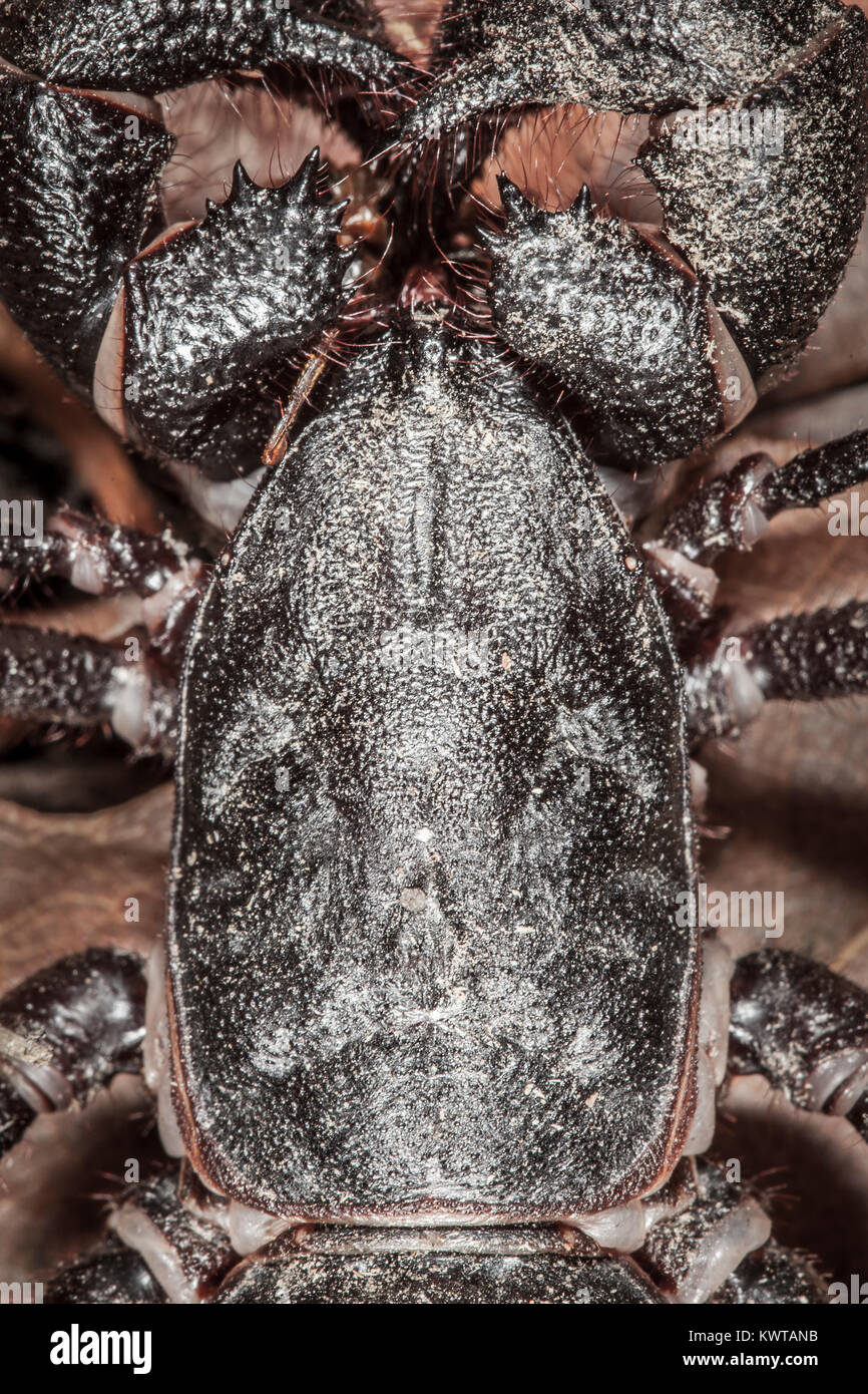 Vinegaroon hi-res stock photography and images - Alamy