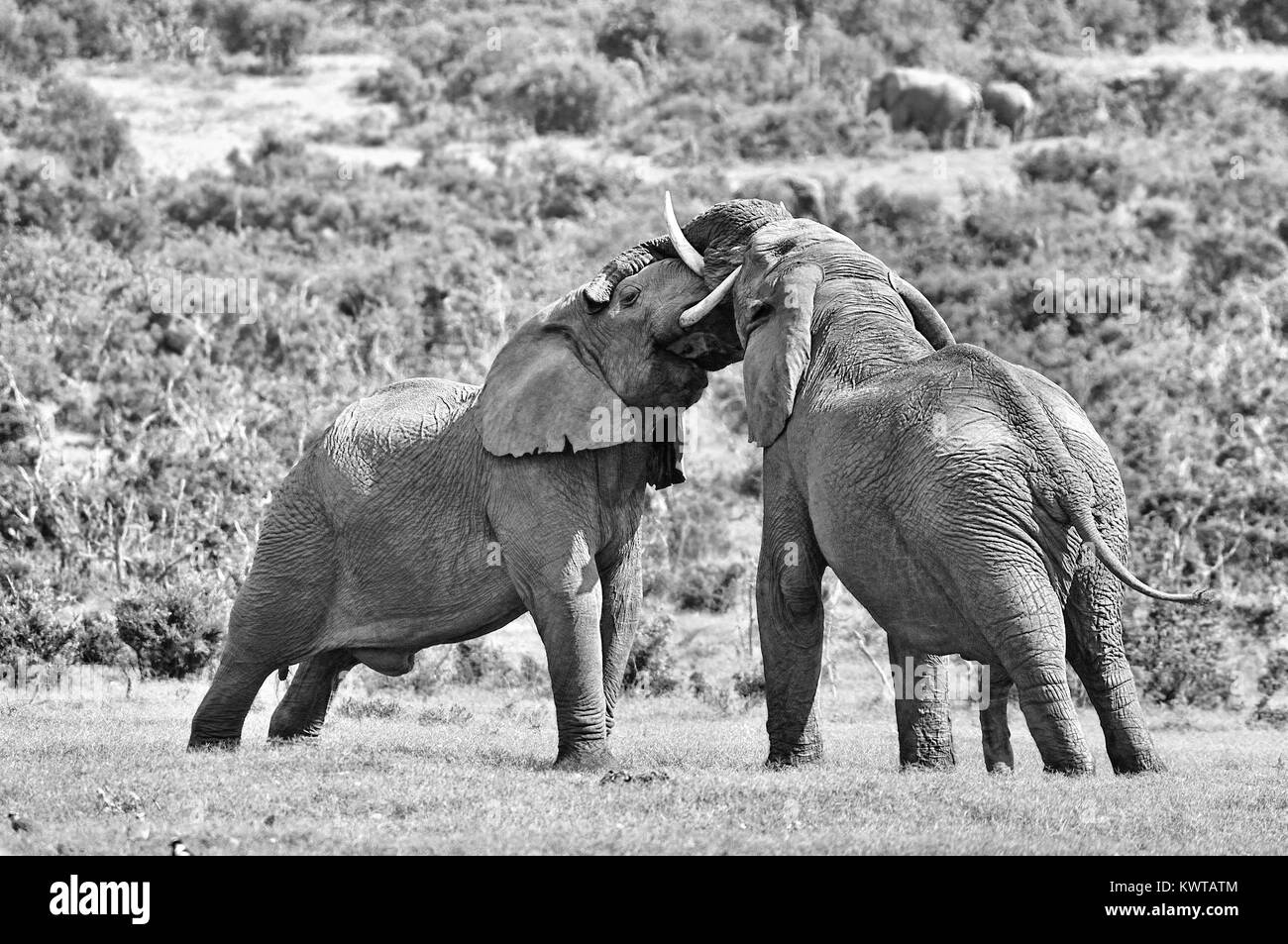 Elephant wrestling hi-res stock photography and images - Alamy