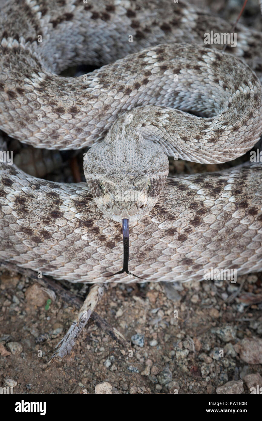 Coiled western diamondback rattlesnake (Crotalus atrox), extending its ...