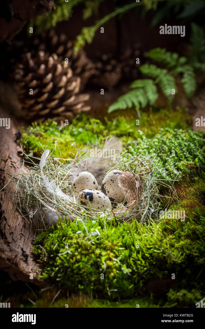 Easter eggs in forest at sunrise in the forest Stock Photo - Alamy