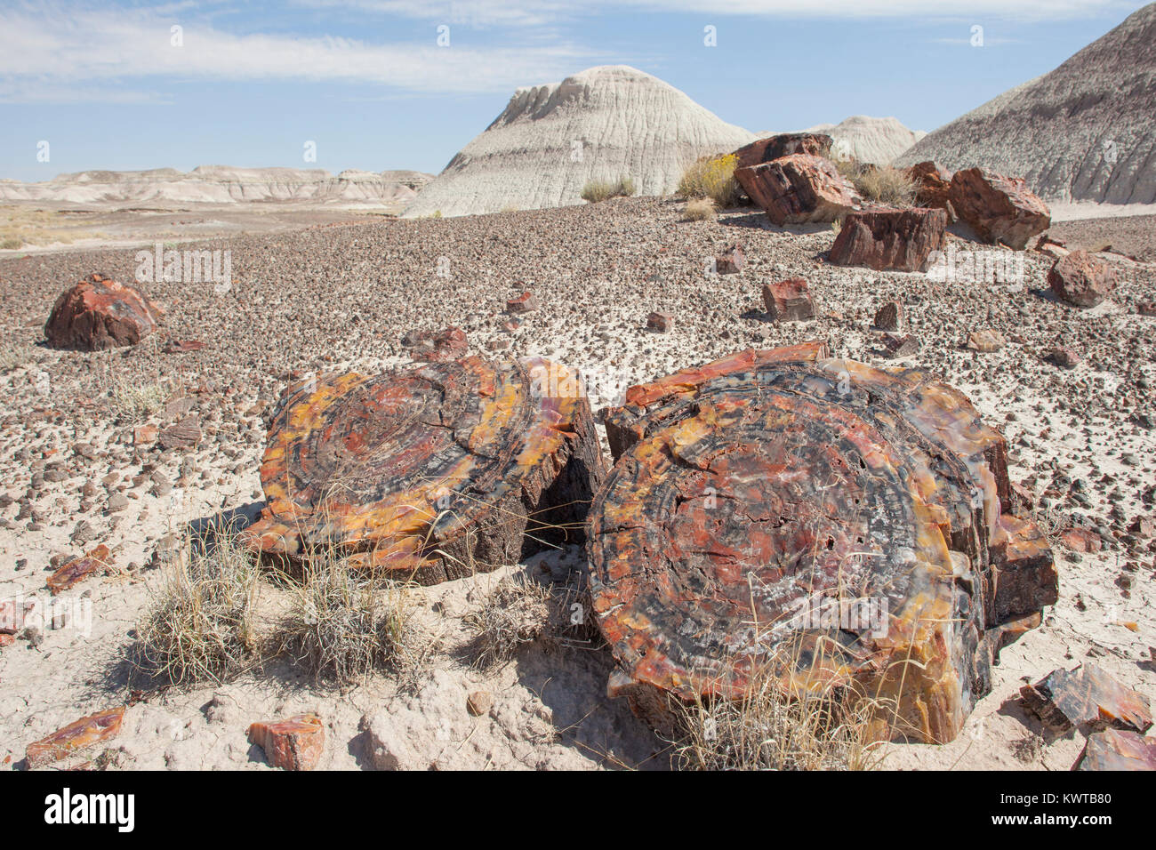 Petrified forest national park hi-res stock photography and images - Alamy