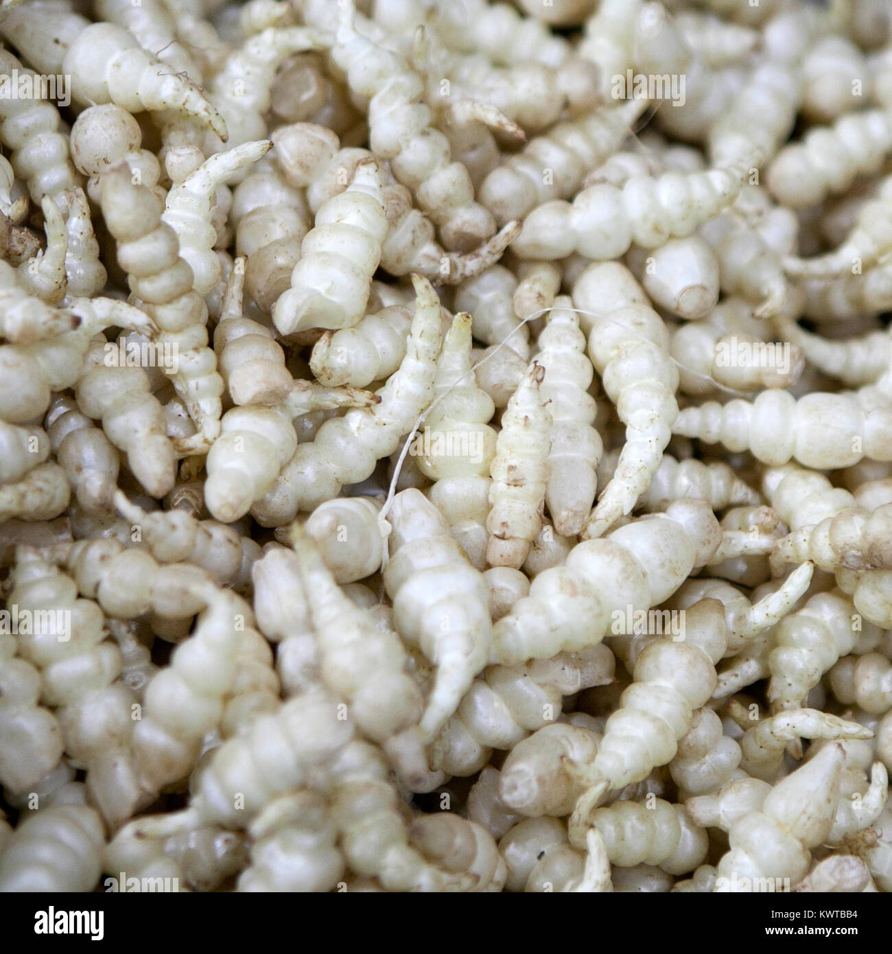 Japanese crosne hi-res stock photography and images - Alamy