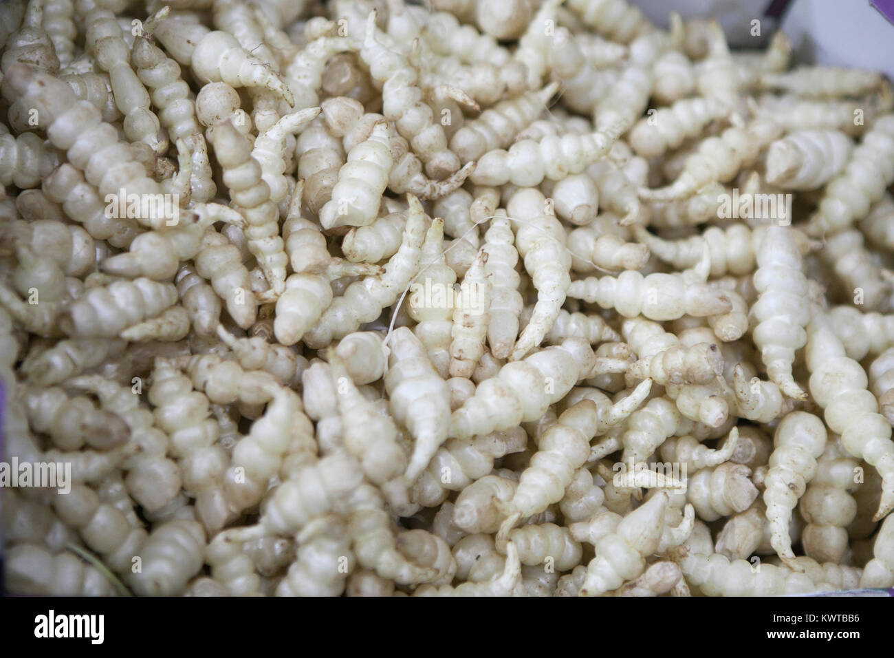 Crosne or chinese artichoke stachys affinis hi-res stock photography ...
